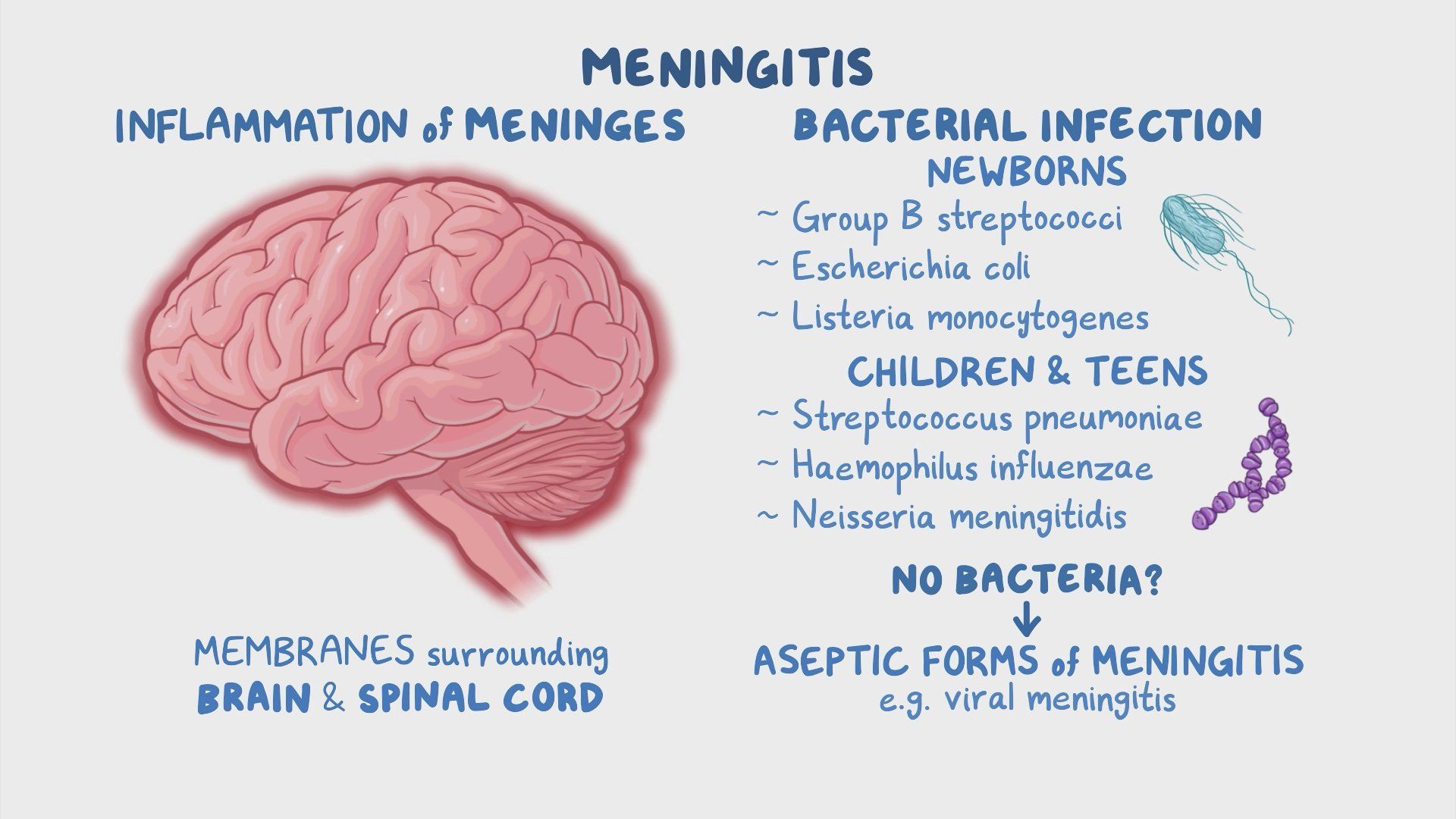 Video: Meningitis (pediatrics): Clinical sciences | Osmosis