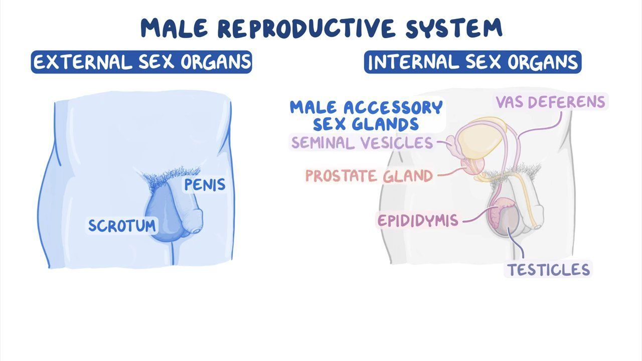 Video: Male reproductive system: Structure and function | Osmosis