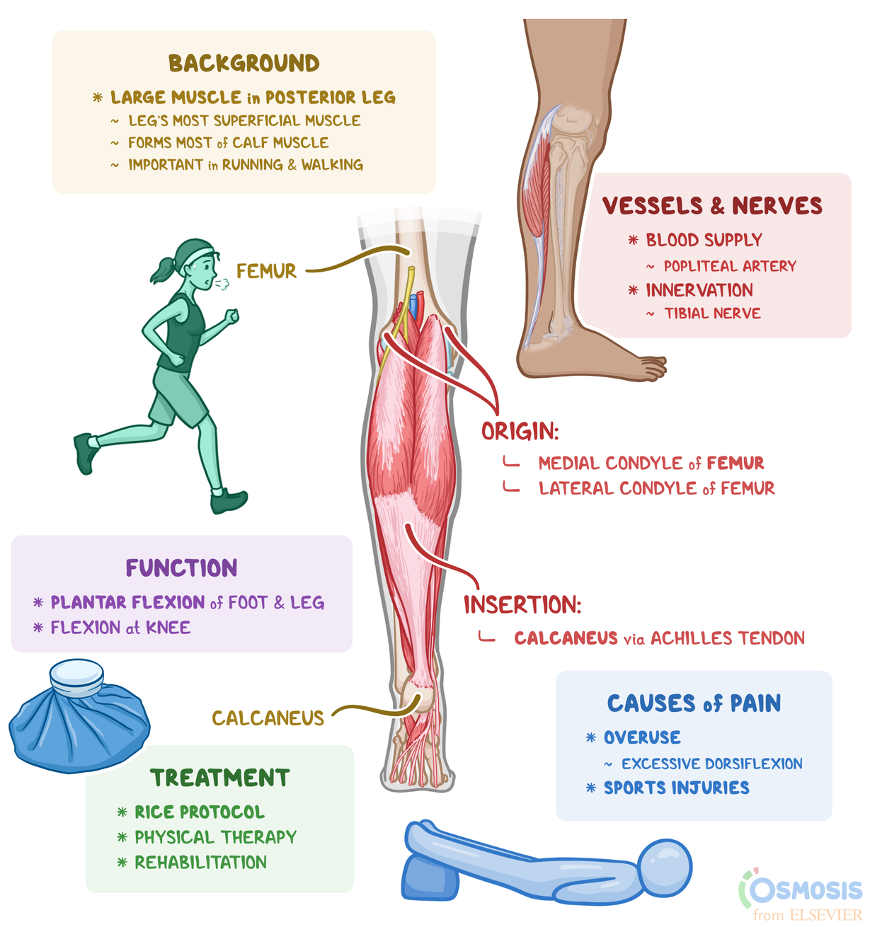 Gastrocnemius What Is It Location Injury And More Osmosis Gastrocnemius What Is It Location Injury And More Osmosis