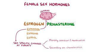 Female reproductive system Notes: Diagrams & Illustrations | Osmosis