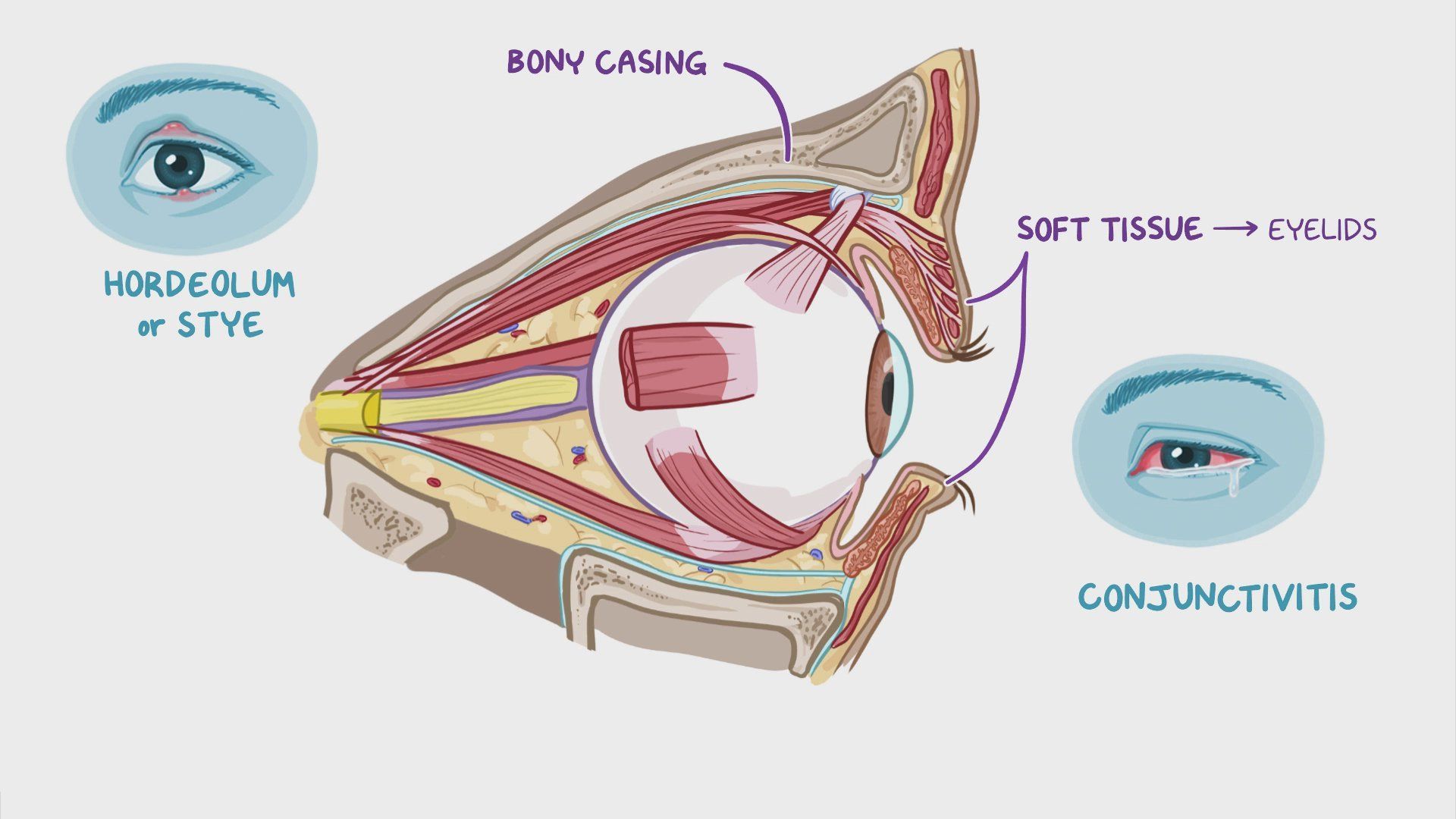 Gross Anatomy Of The Eye Eye | Anatomy.app