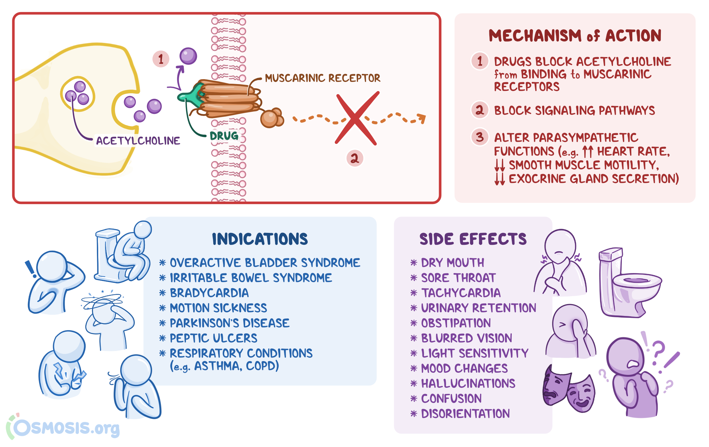 Antimuscarinics: What Are They, How Do They Work, What Are They Used ...
