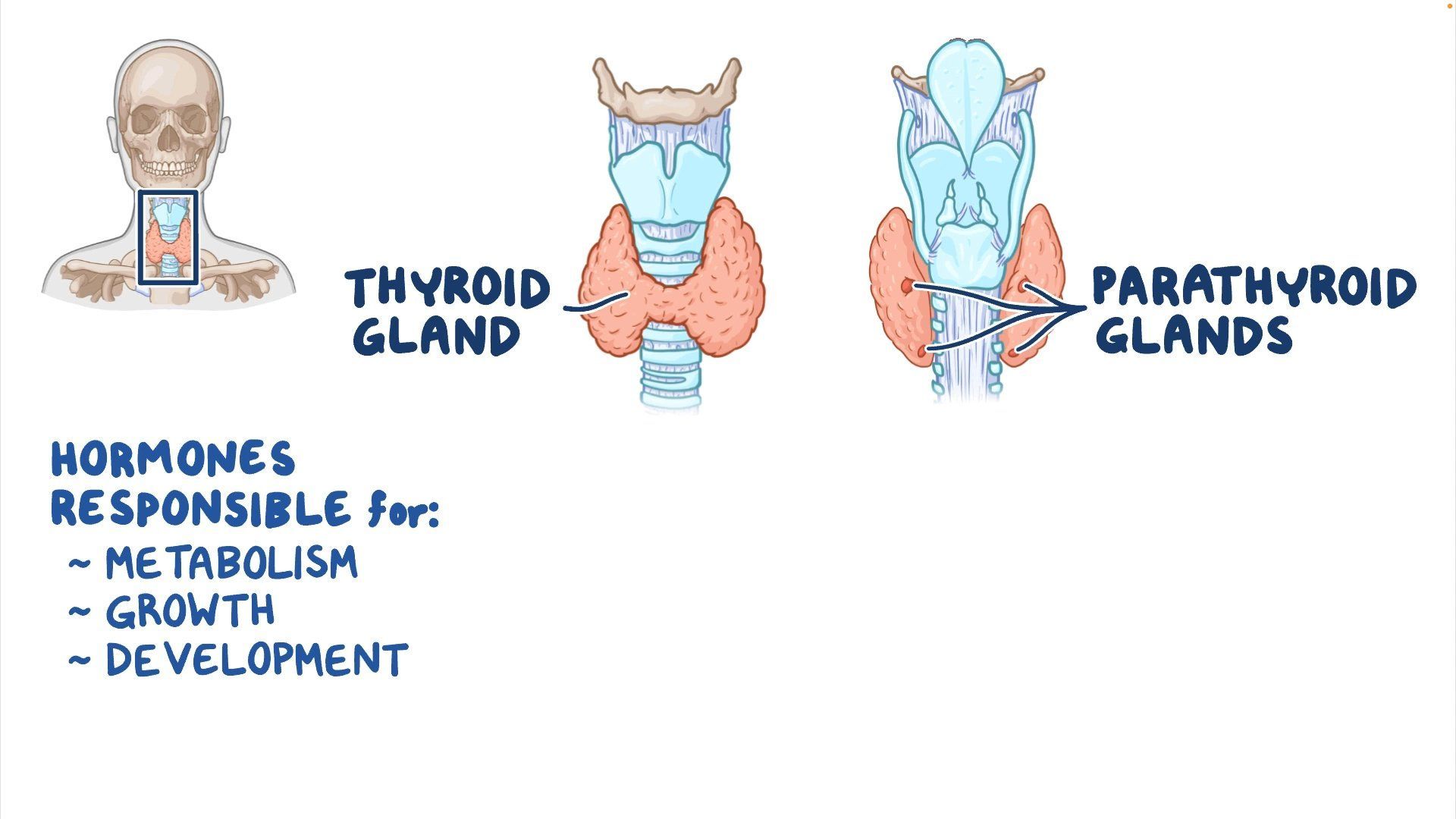 Video: Thyroid and Parathyroid Drug Therapy | Osmosis
