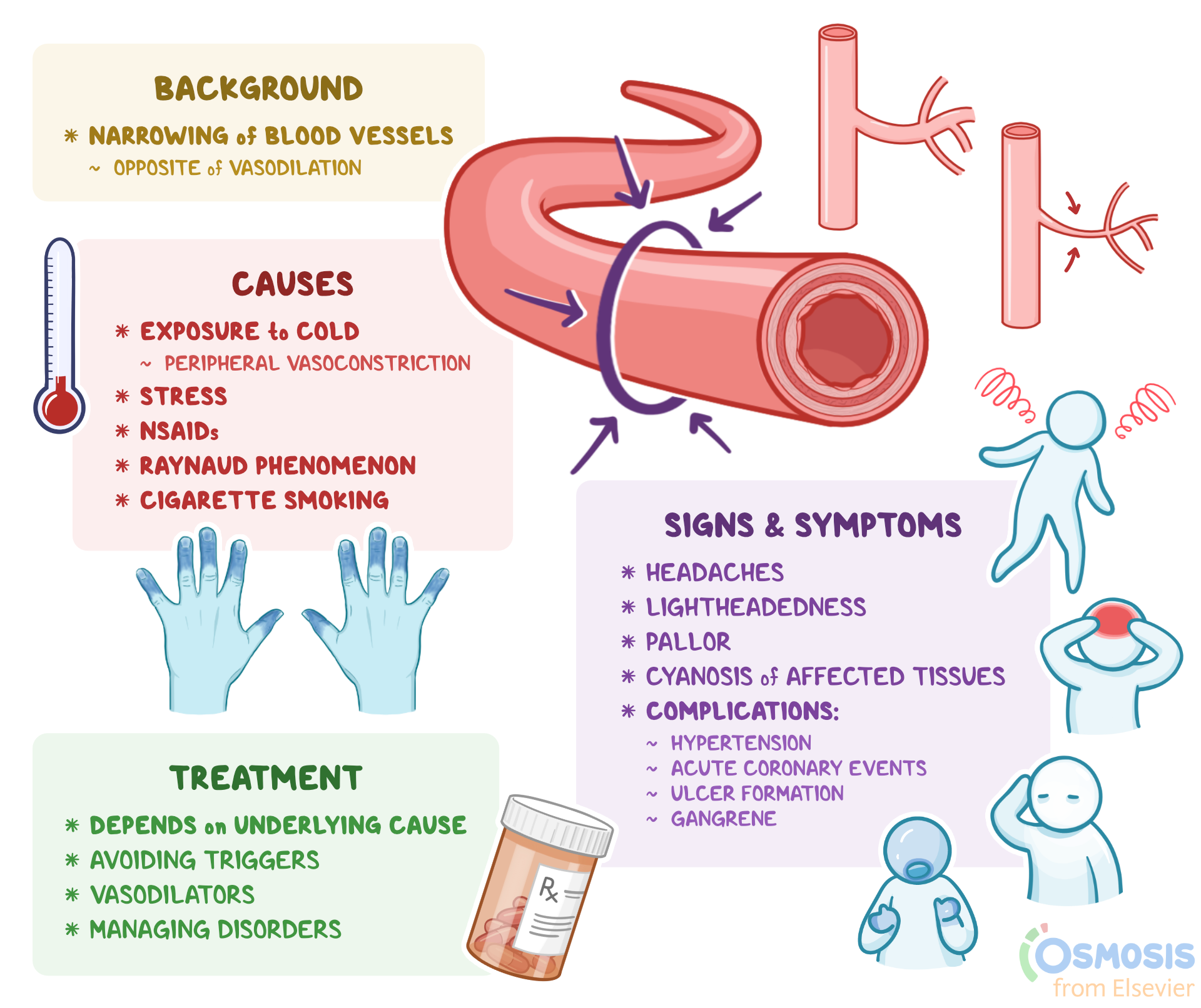 Vasoconstriction: What Is It, Causes, Signs, Symptoms, and More | Osmosis