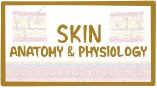 Skin anatomy and physiology: Video & Anatomy | Osmosis