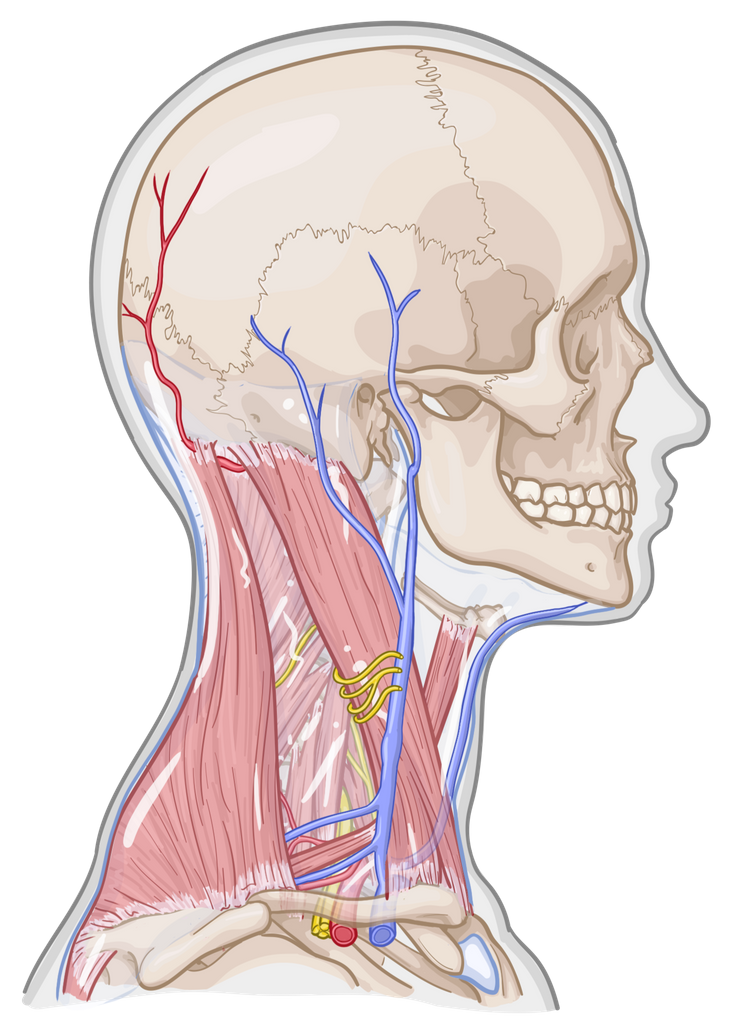 Introduction to facilitated positional release | Osmosis