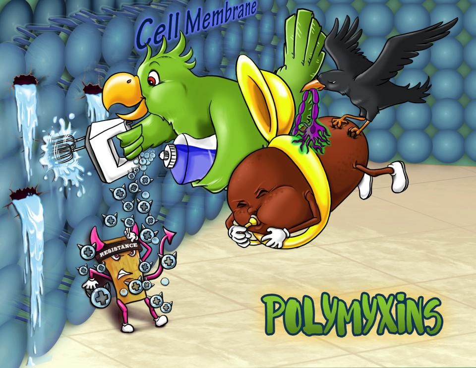 Antibiotics - Polymyxins: Nursing Pharmacology | Osmosis