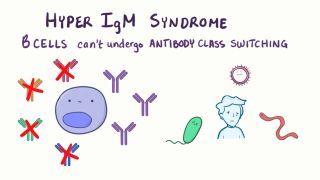 Humoral and b-cell deficiencies Notes: Diagrams & Illustrations | Osmosis