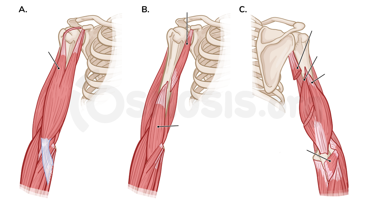 Anatomy of the arm | Osmosis
