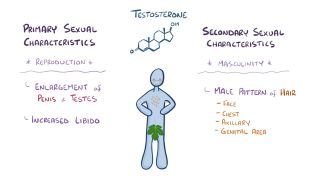 Male Reproductive System Notes: Diagrams & Illustrations | Osmosis