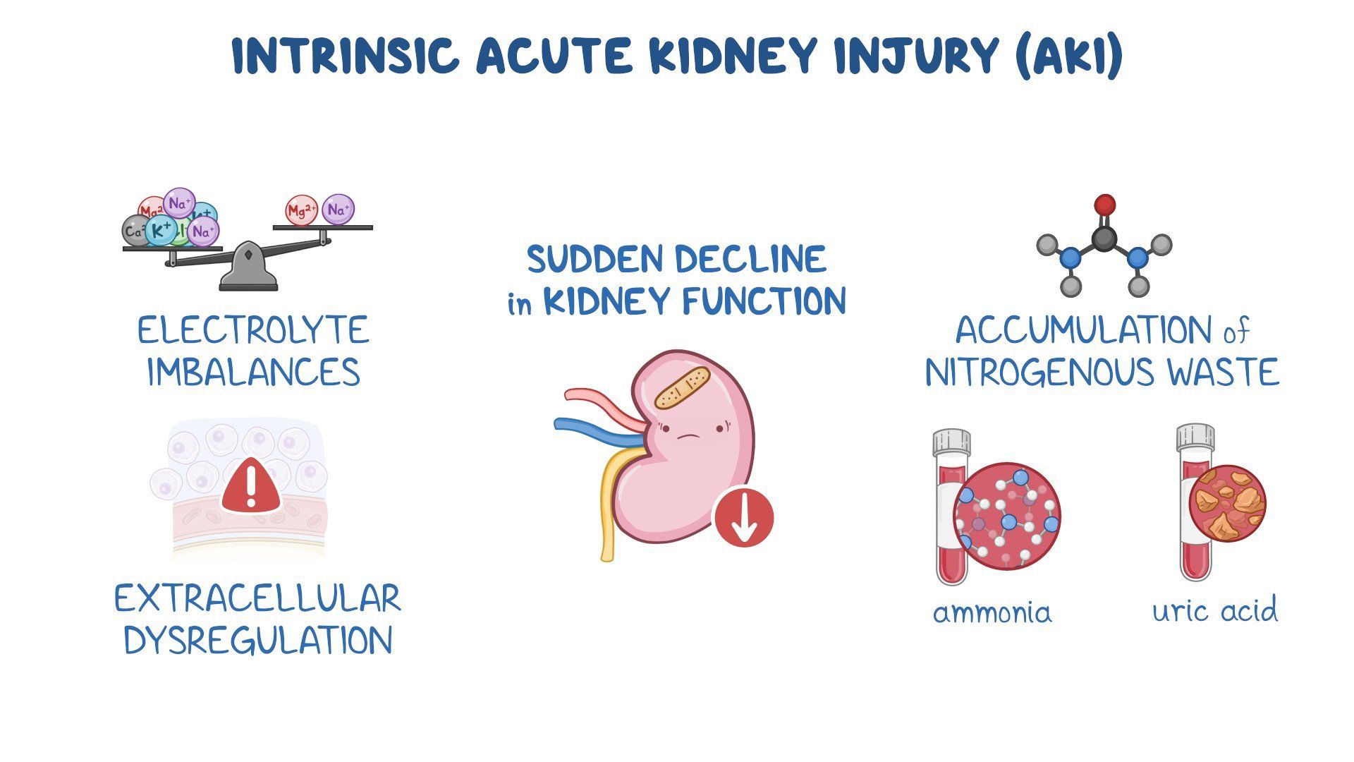 Video: Intrinsic acute kidney injury (non-glomerular causes): Clinical ...