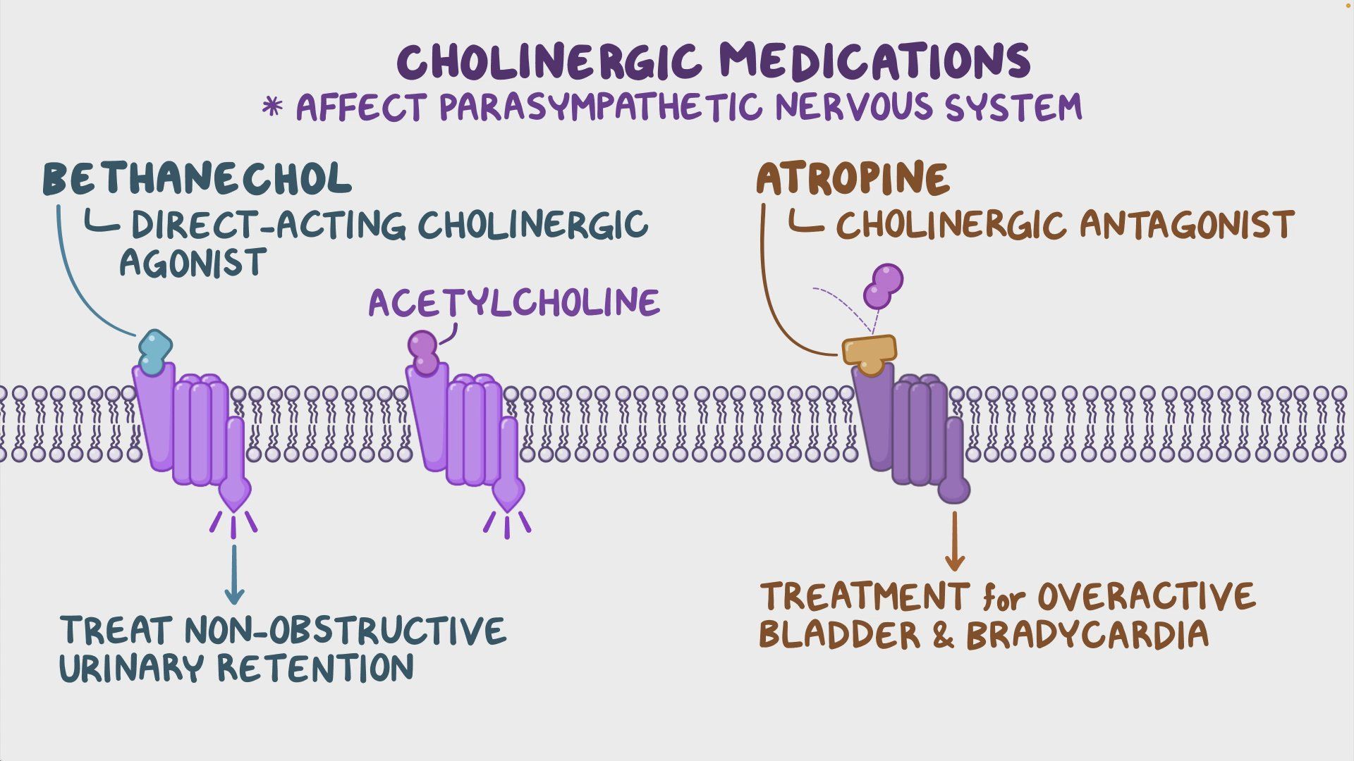 Video: Cholinergic therapy - Overview: Nursing pharmacology | Osmosis