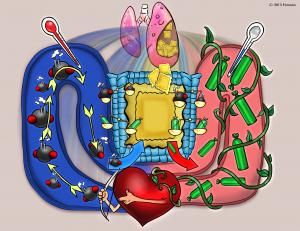Gas exchange in the lungs, blood and tissues - Osmosis