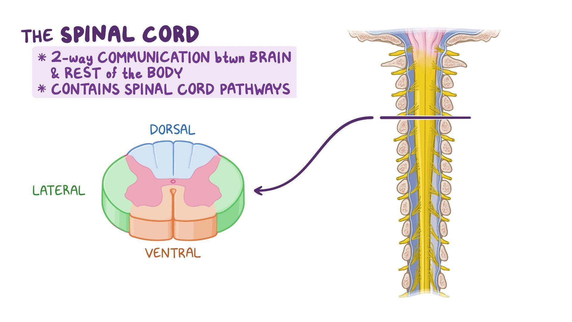 Video: Anatomy of the descending spinal cord pathways | Osmosis