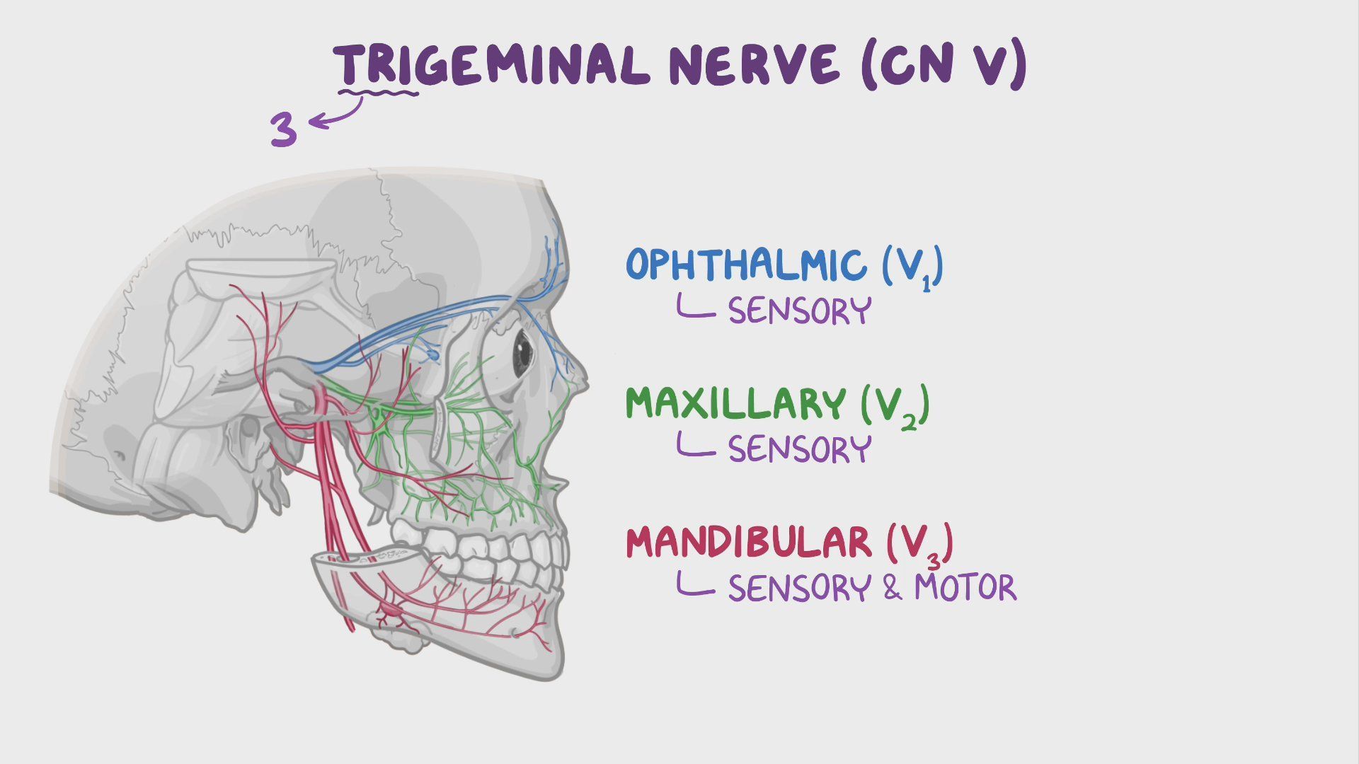 Anatomy Of The Trigeminal Nerve CN V Osmosis Anatomy Of The Trigeminal Nerve CN V Osmosis