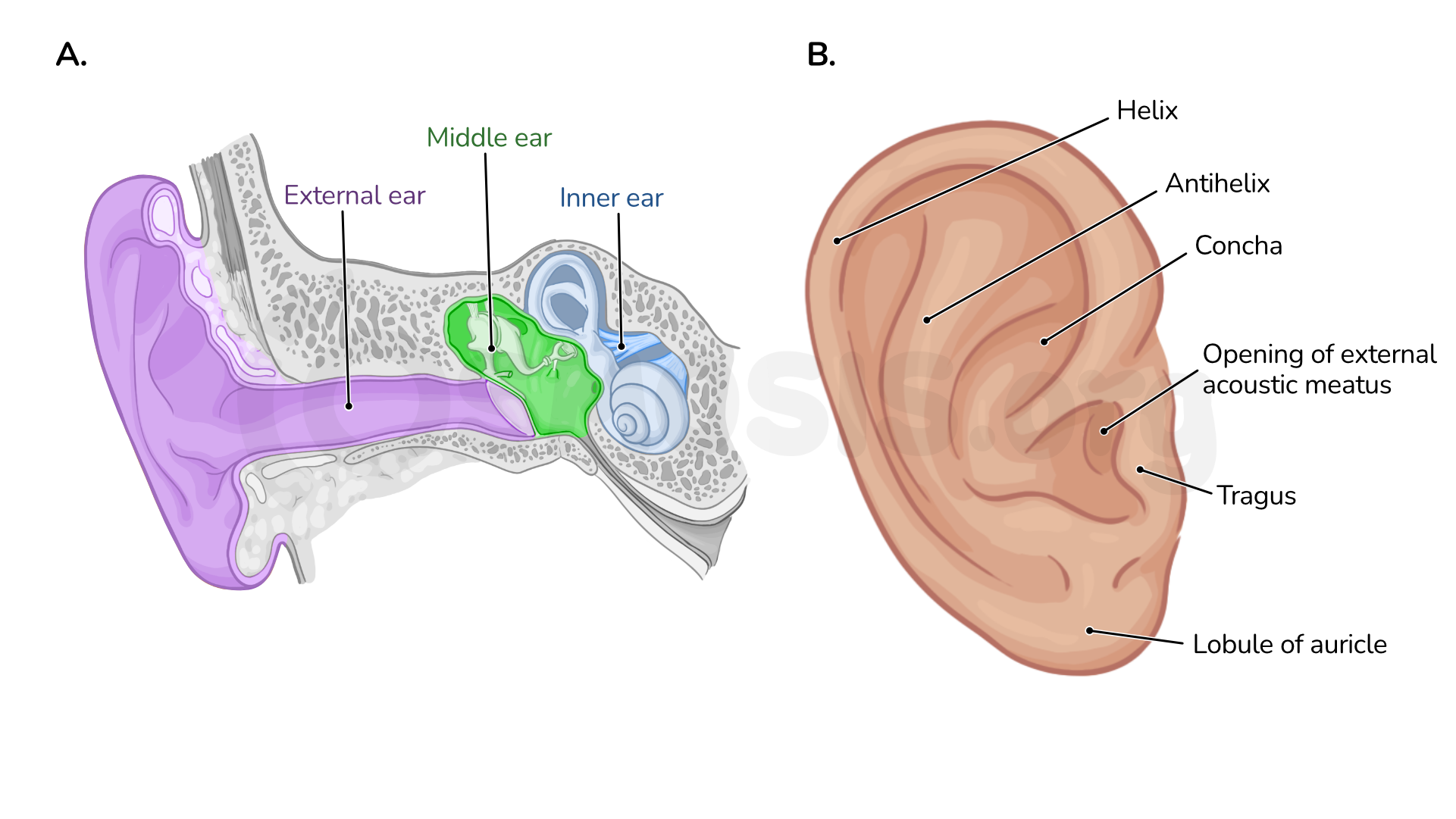 Anatomy Of The External And Middle Ear Osmosis