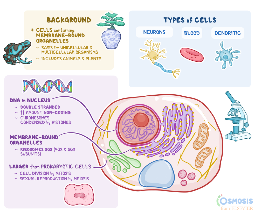 Eukaryotic Cell What Is It Difference From Prokaryotic Cells And