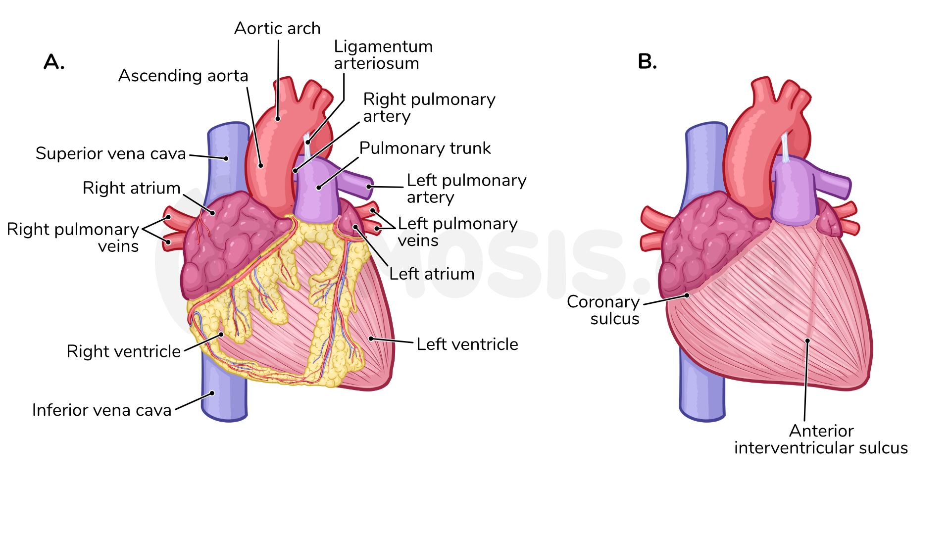 Anatomy Of The Heart Osmosis Anatomy Of The Heart Osmosis