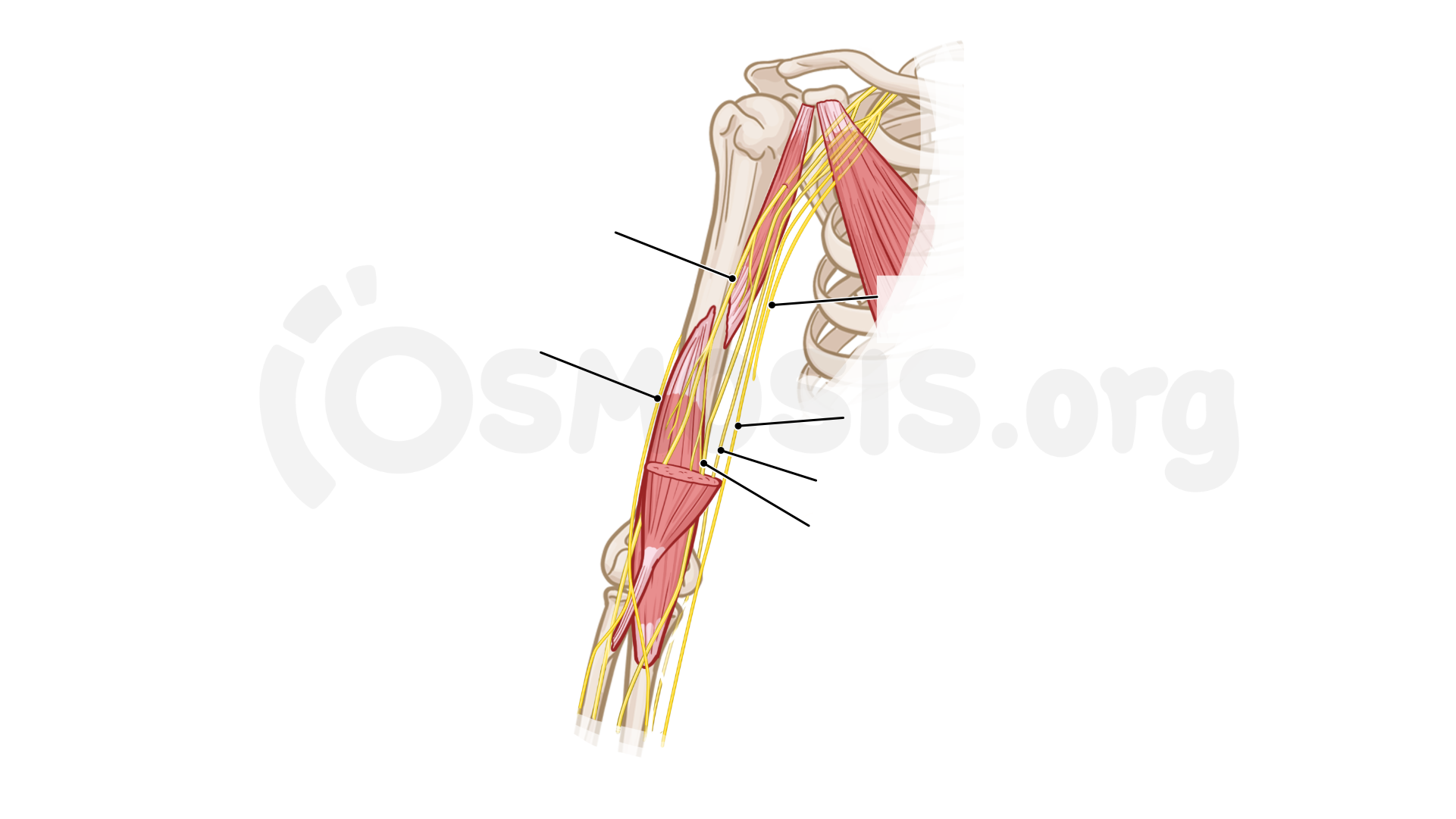 Anatomy of the arm | Osmosis