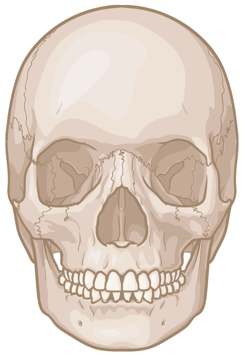 Cranial osteopathy: Cranial nerves | Osmosis