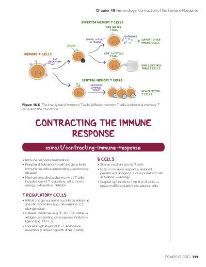Anergy, exhaustion, and clonal deletion | Osmosis