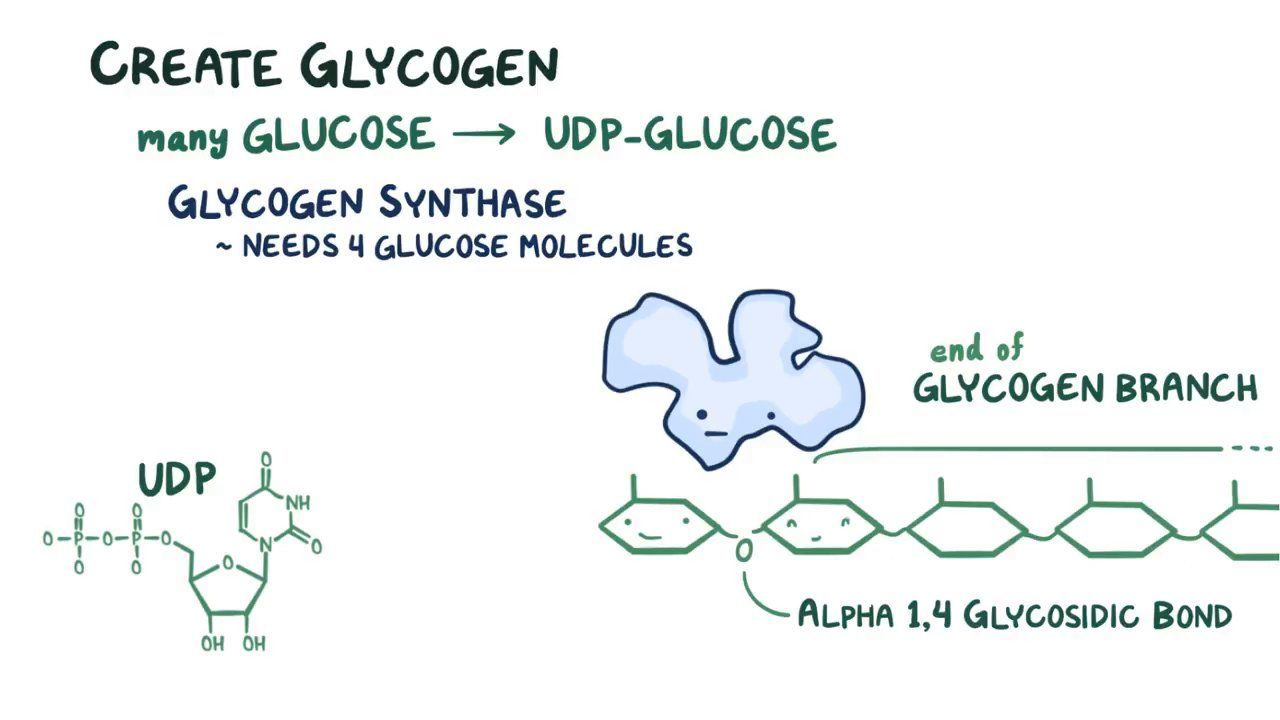 Glycogen Examples